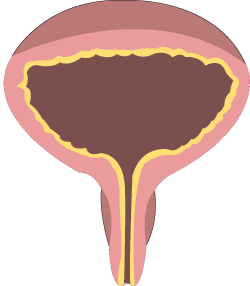 Abordagem domiciliar de situações clínicas comuns em adultos